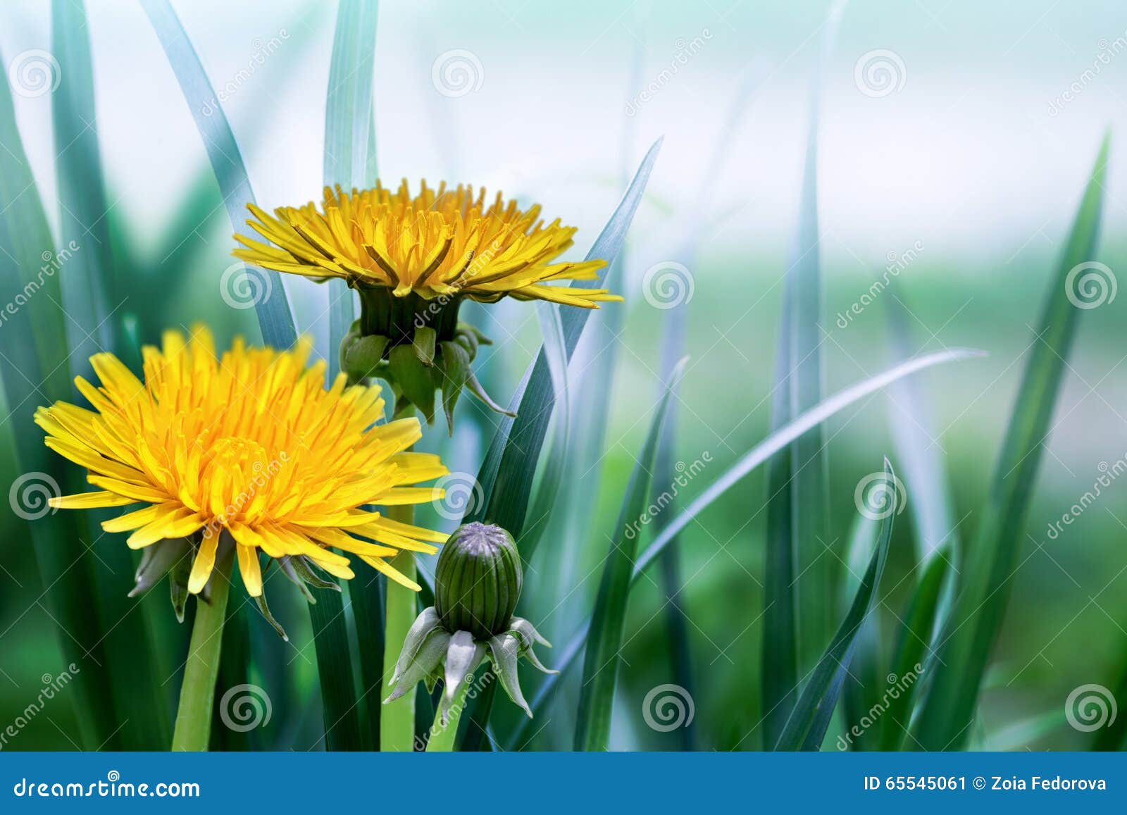 Spring natural background stock image. Image of natural - 65545061