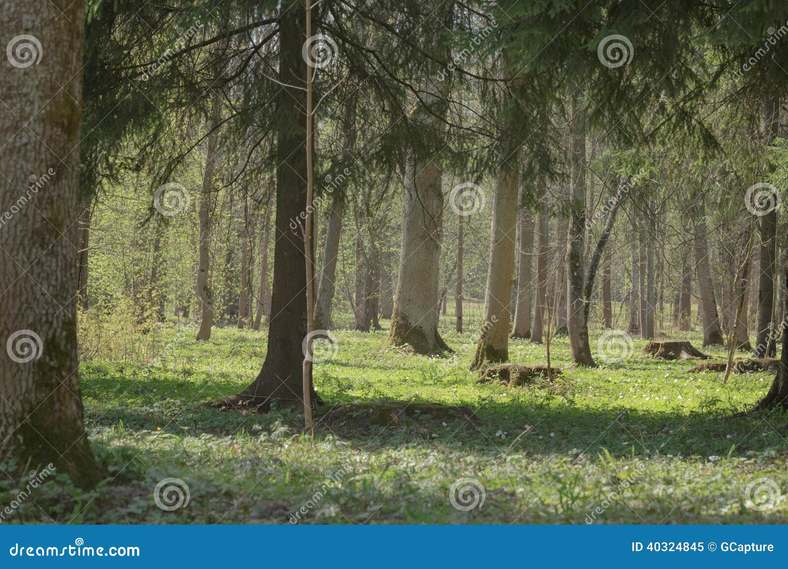 Spring in natural park stock image. Image of sunrise - 40324845