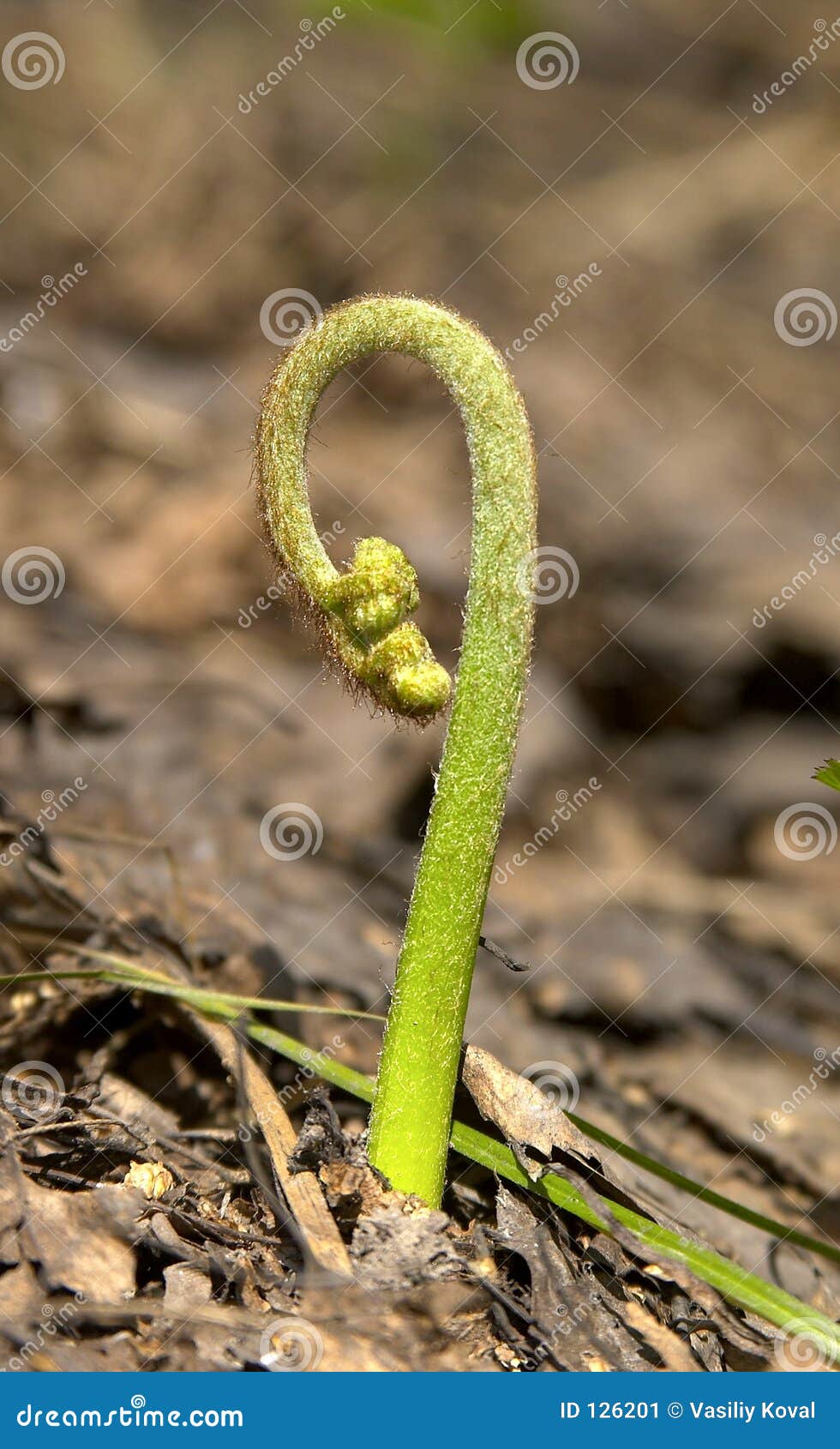 Spring nature stock image. Image of gyre, whirl, fern, shoot - 126201