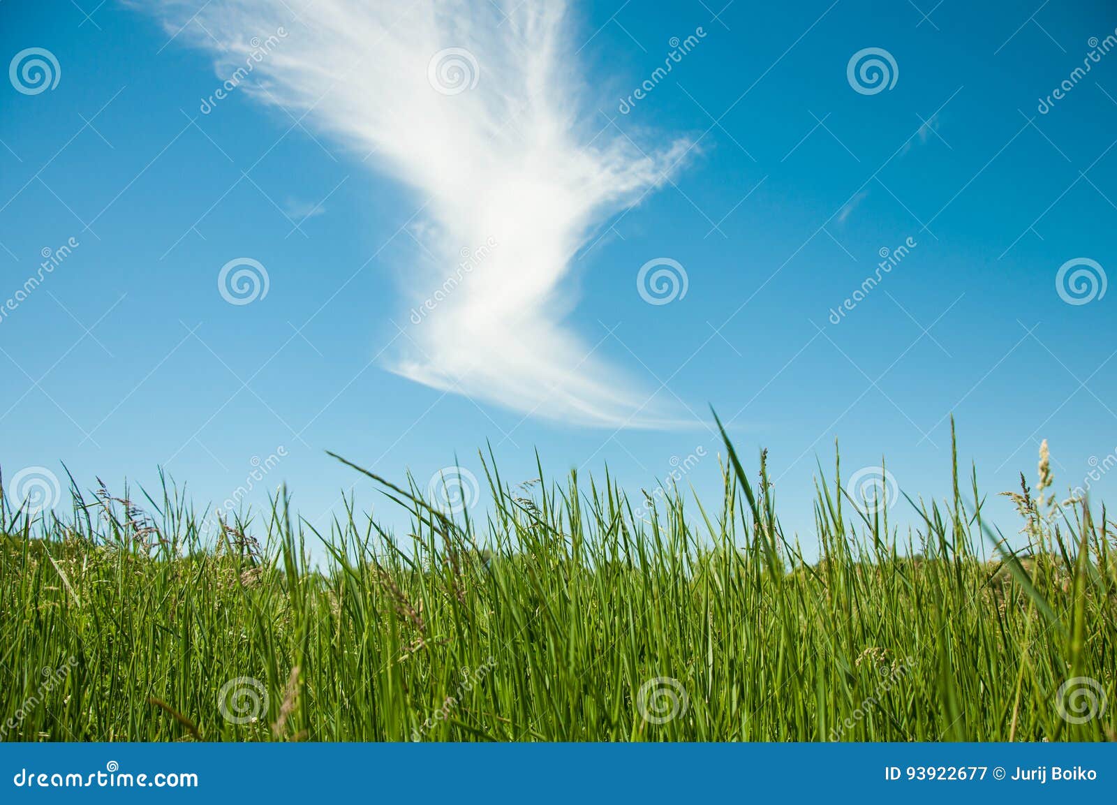 Spring Nature Background with Grass and Blue Sky in the Back. Cloud ...