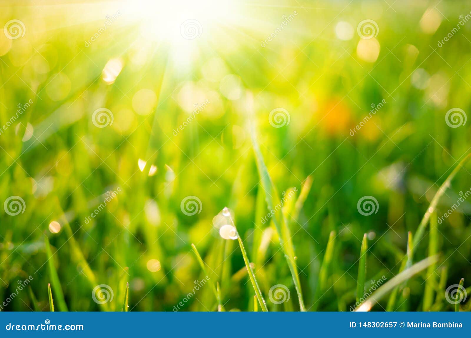 Spring Nature Background with Green Grass in Sunny Day Stock Image ...