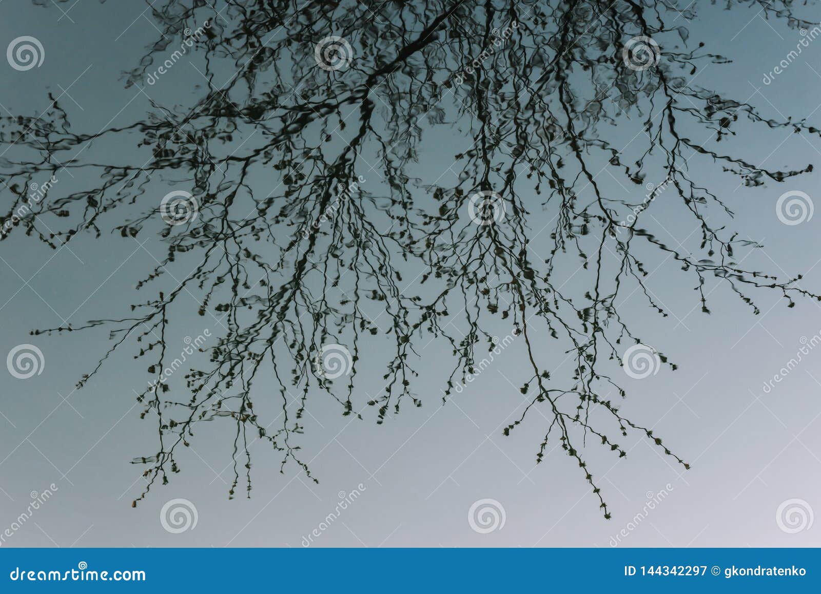 Spring Nature Background. Reflection in Water. Spring Wallpaper ...