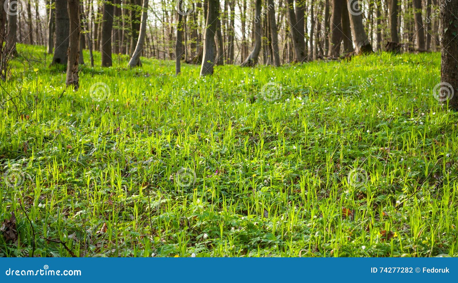 Spring, Nature, Beautiful Landscape and Green Grass and Trees Stock ...