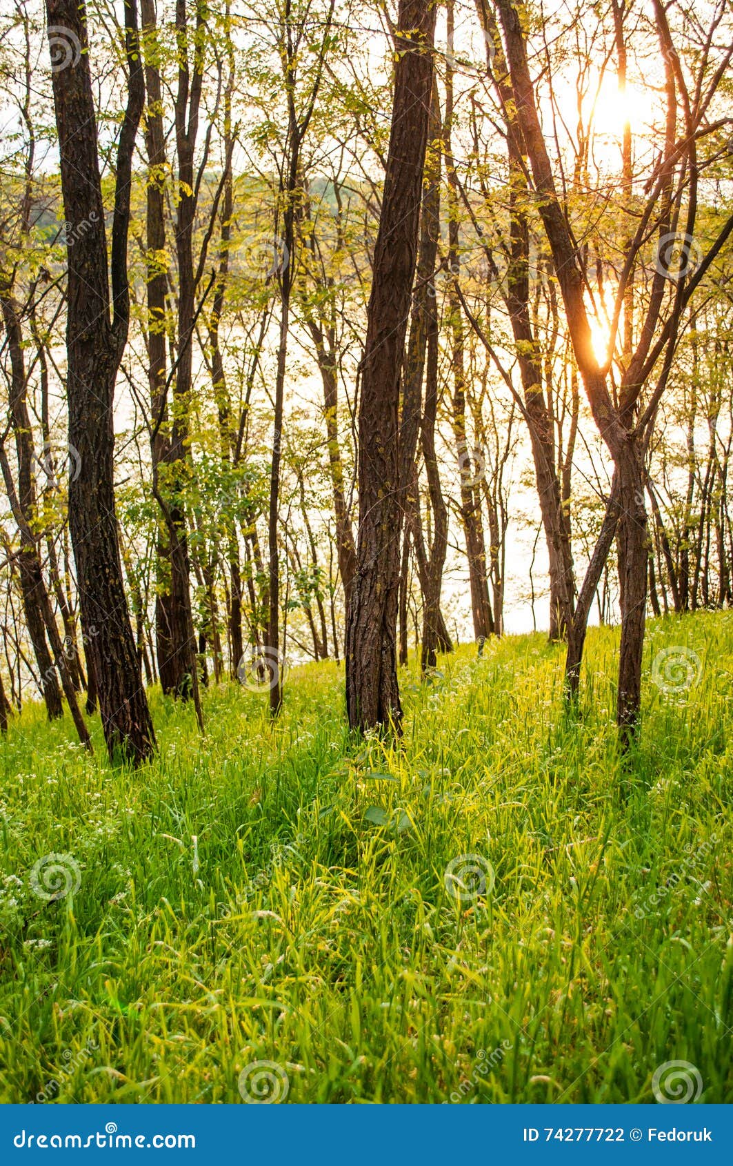 Spring, Nature, Beautiful Landscape and Green Grass and Trees Stock ...
