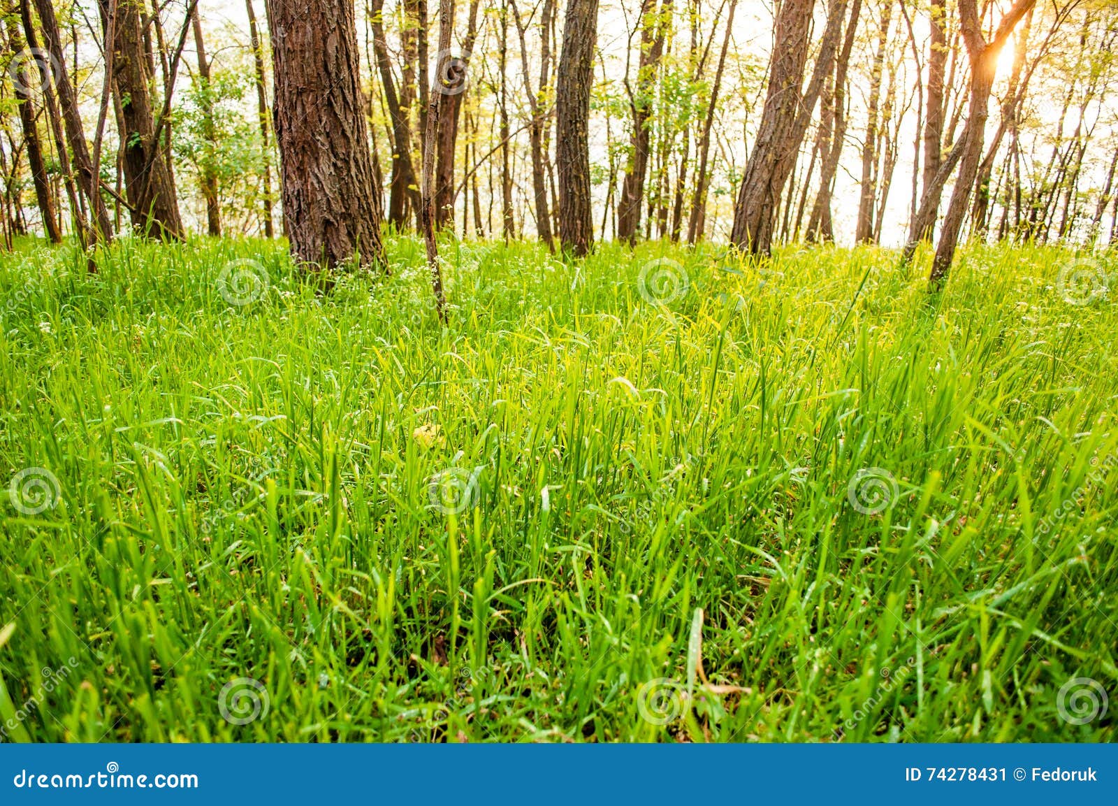 Spring, Nature, Beautiful Landscape and Green Grass and Trees Stock ...