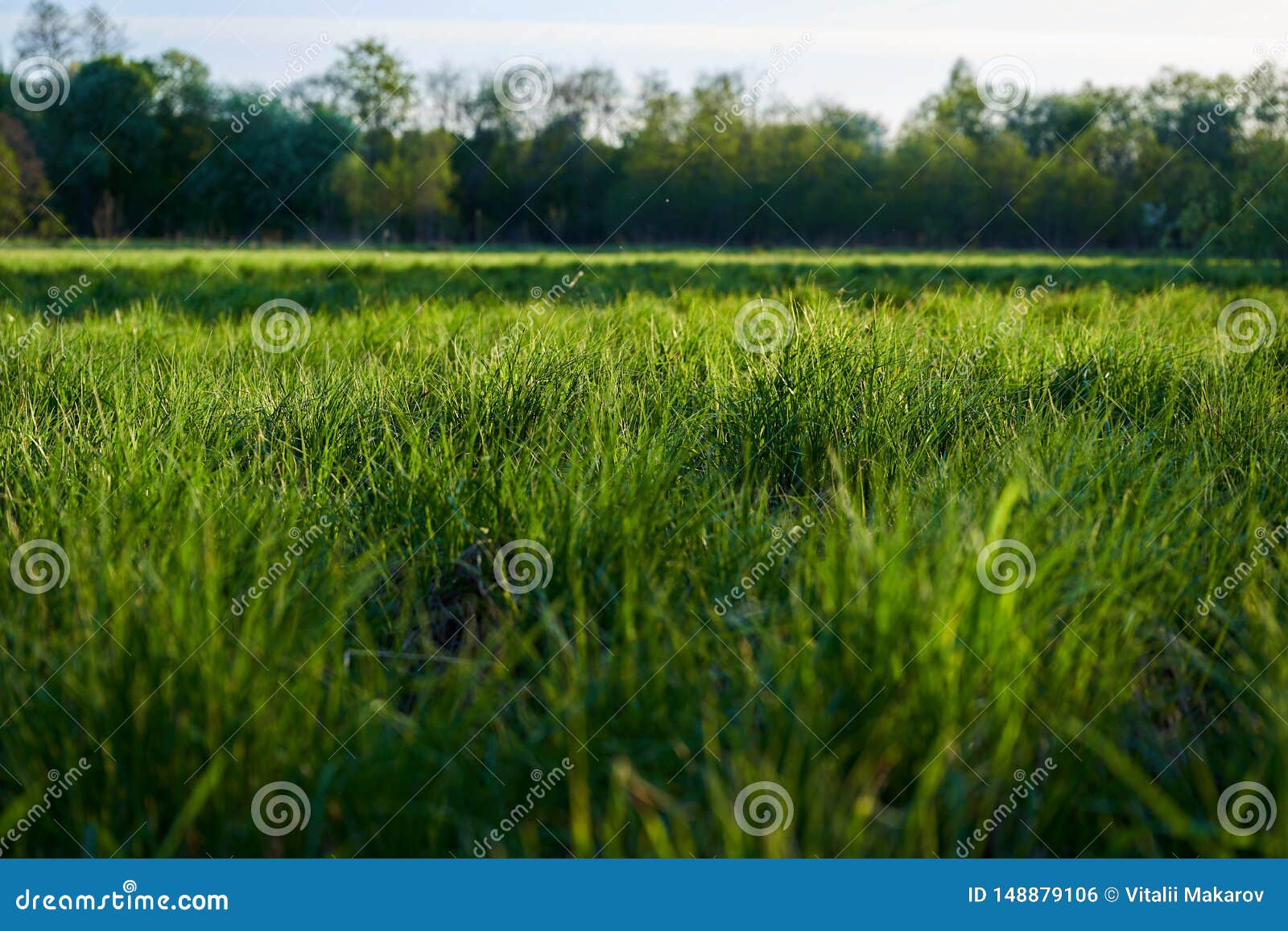 Spring Nature. Beautiful Landscape Stock Photo - Image of park, green ...