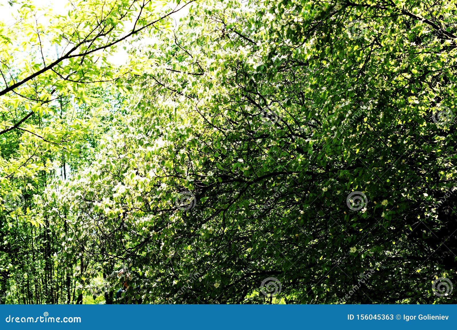 Spring Nature. Beautiful Landscape Stock Image - Image of garden, grass ...