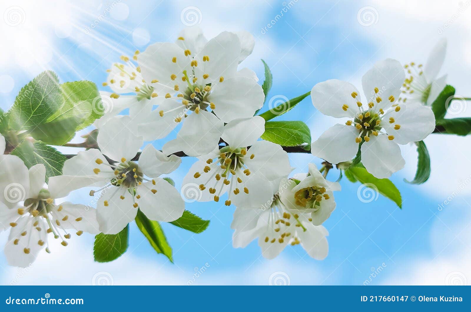 Spring Nature. Beautiful Nature Scene with Blooming Flowers Tree and ...