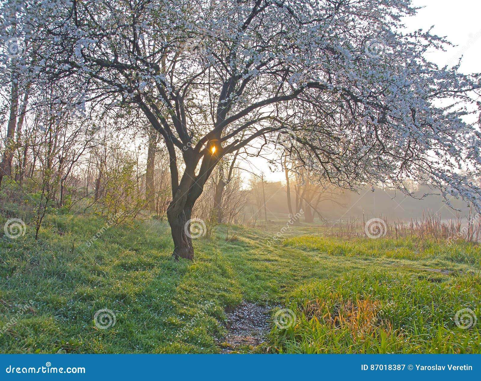 Spring Nature Blooming Apple Tree at Sun Stock Image - Image of natural ...