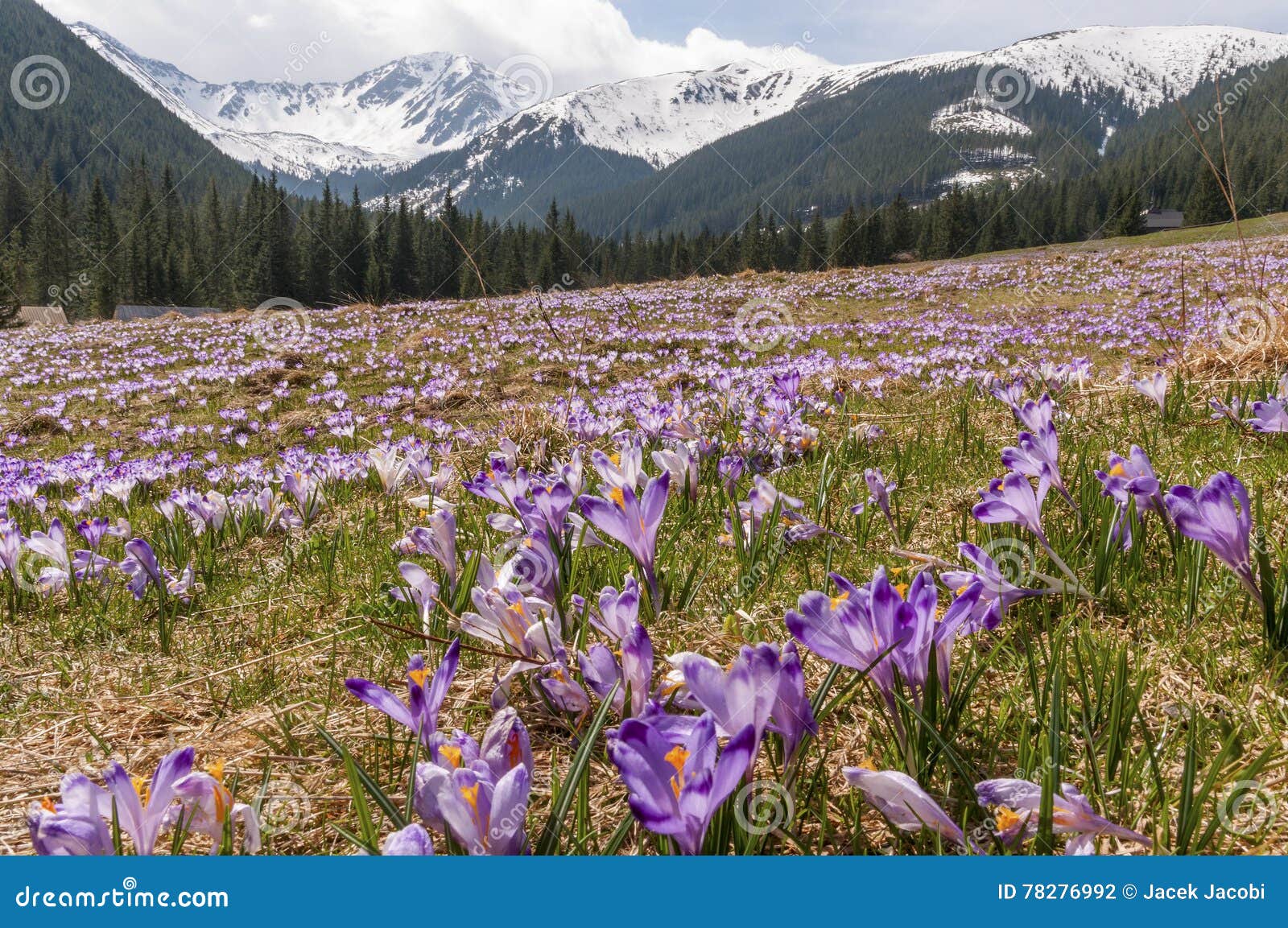 Spring Nature. Crocuses on the Meadow Stock Photo - Image of shelter ...