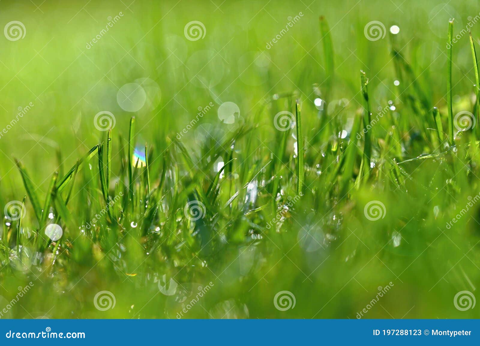 Spring Nature. Dew in the Grass. Fresh Green Concept and Abstract ...