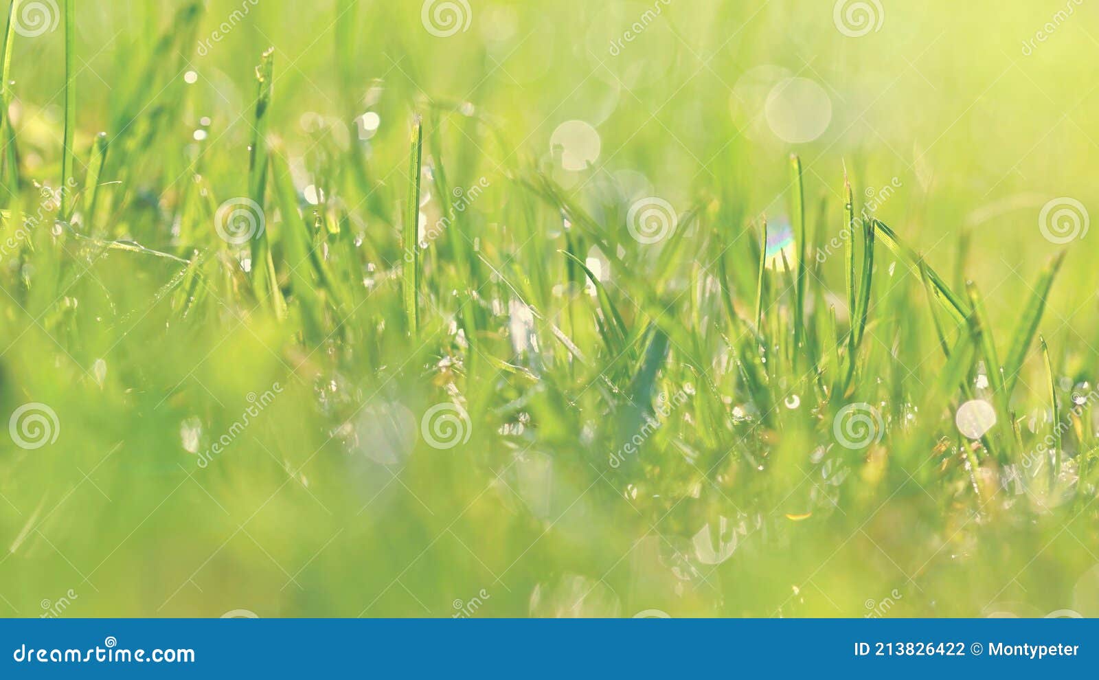 Spring Nature. Dew in the Grass. Fresh Green Concept and Abstract ...