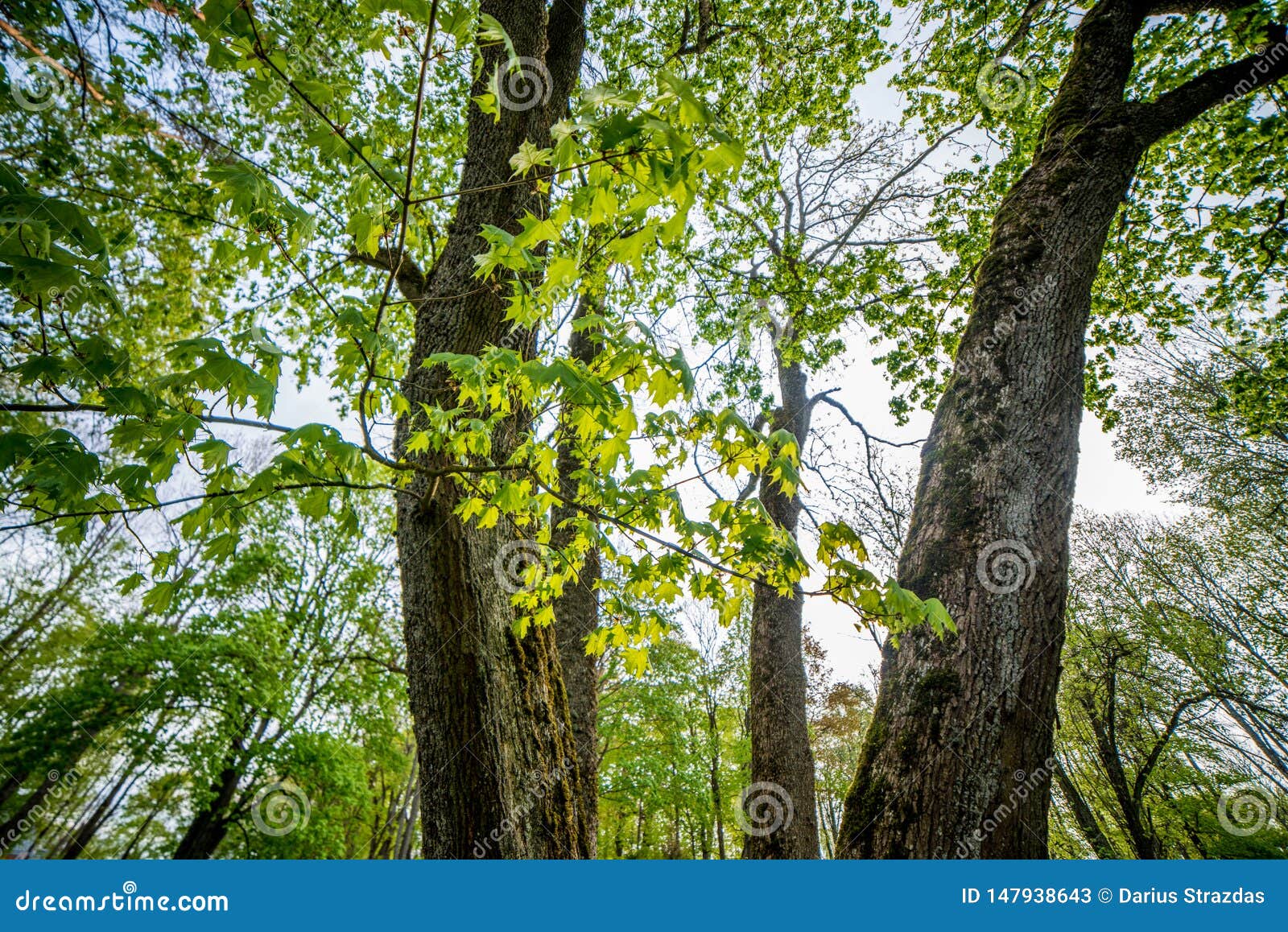 Spring nature in forest stock image. Image of green - 147938643