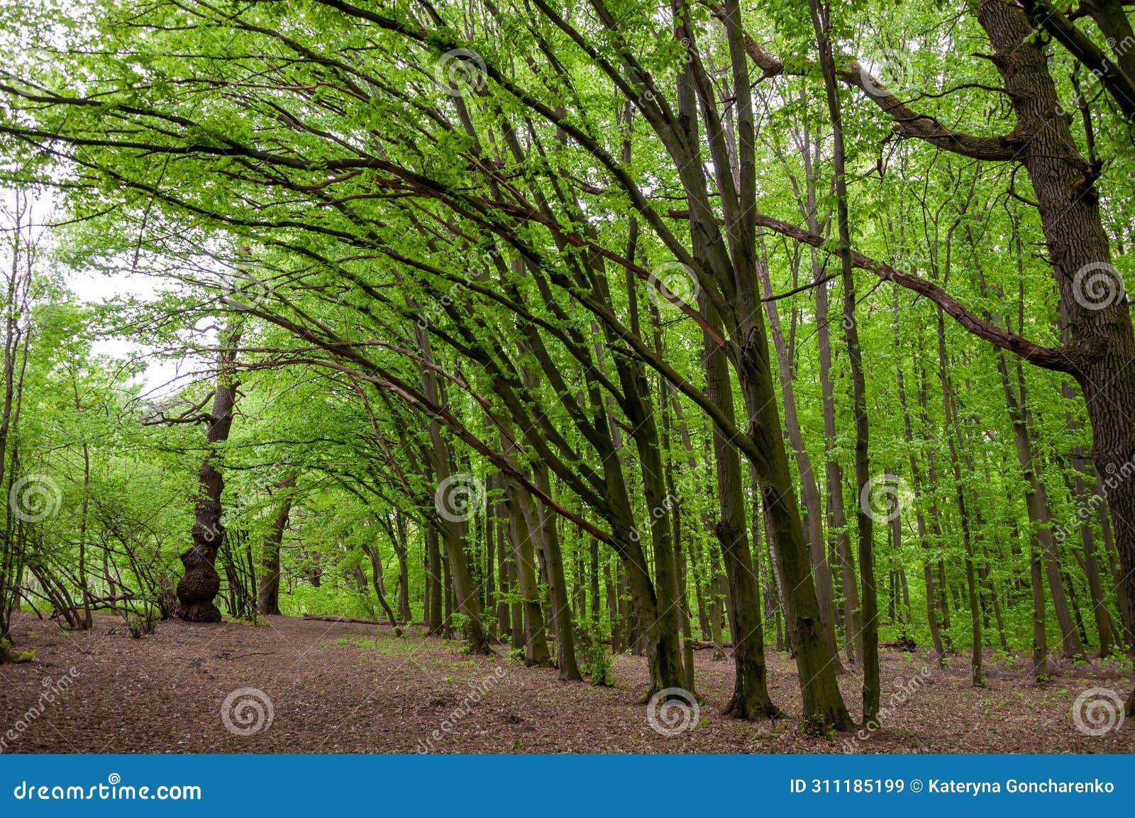Spring Nature Forest. Nature in Summer. Springtime Season. Pathway or ...