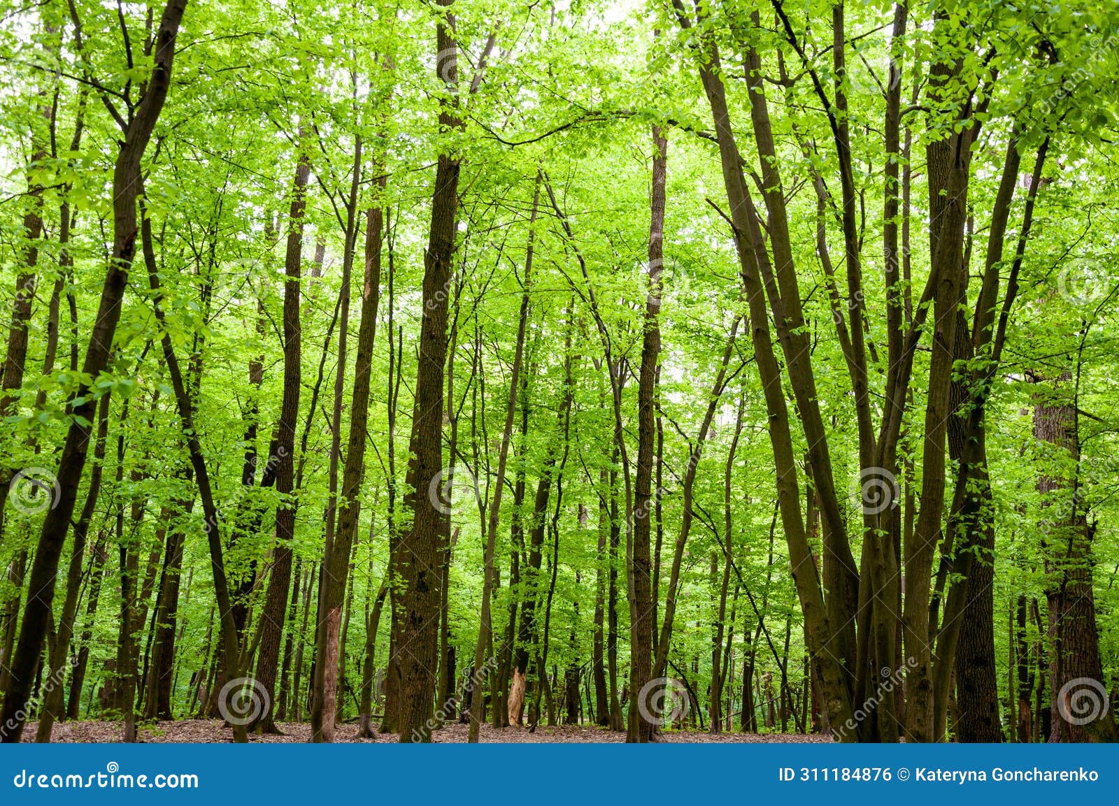 Spring Nature Forest. Nature in Summer. Springtime Season. Pathway or ...