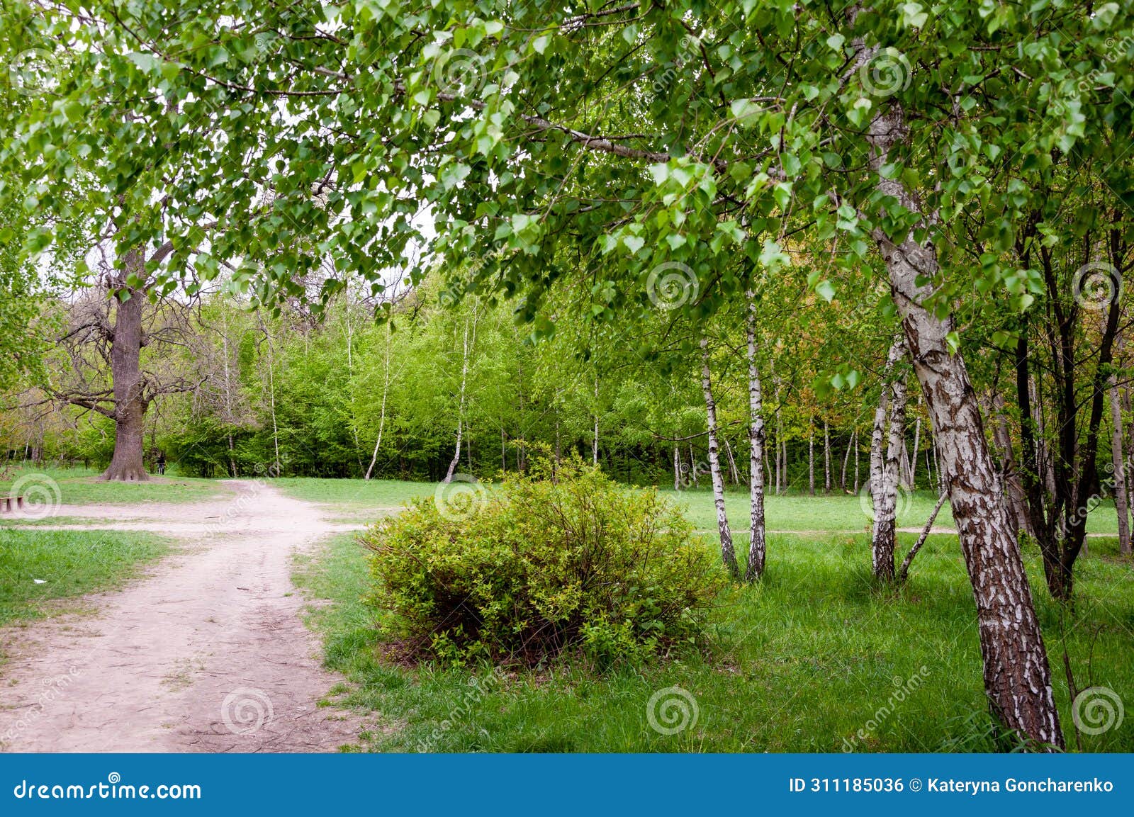 Spring Nature Forest. Nature in Summer. Springtime Season. Pathway or ...