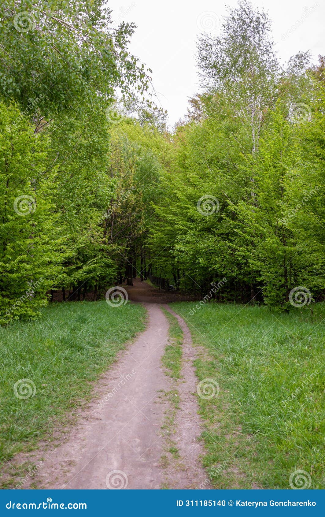 Spring Nature Forest. Nature in Summer. Springtime Season. Pathway or ...