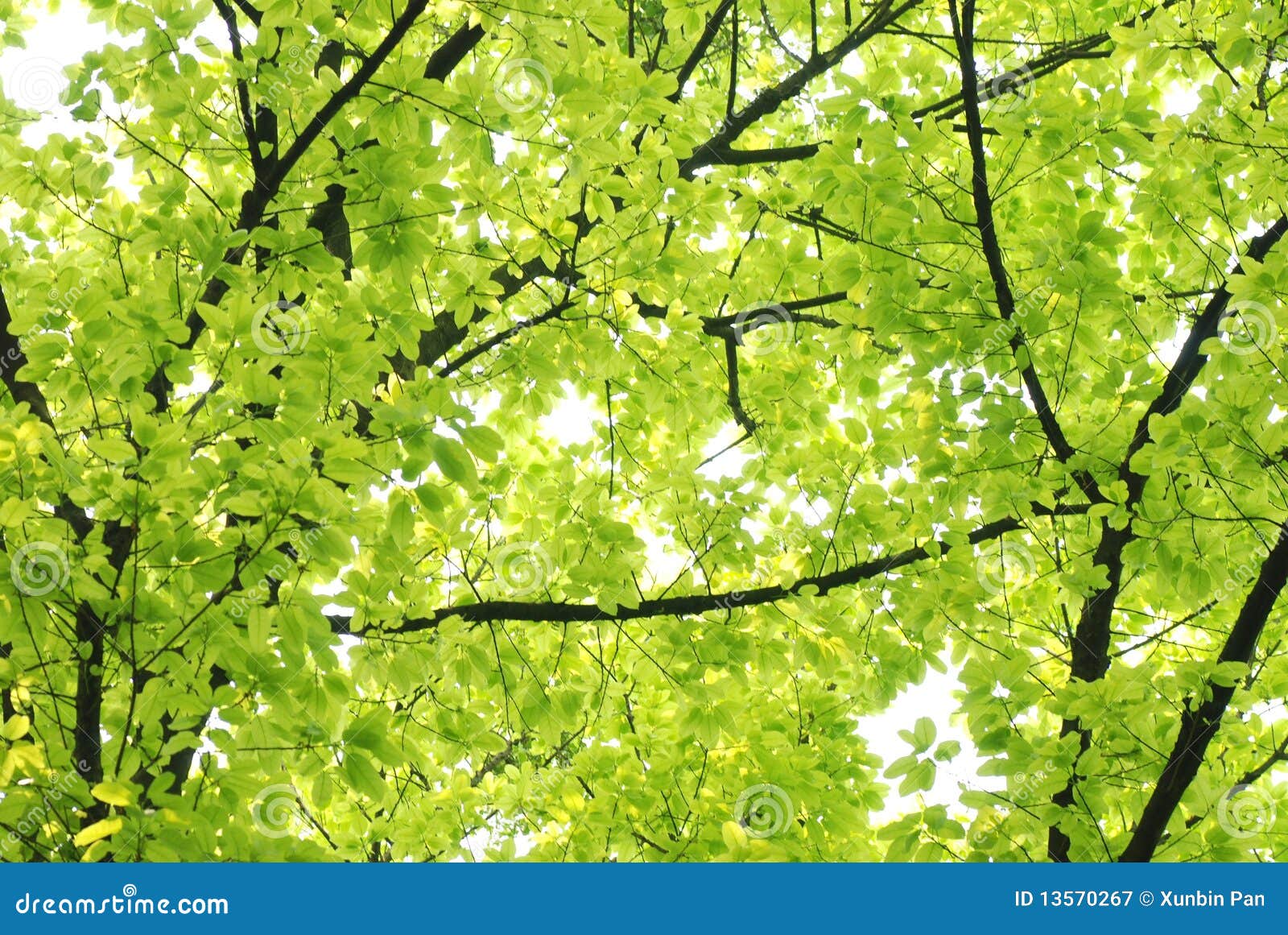 Spring nature green leaf stock image. Image of beauty - 13570267