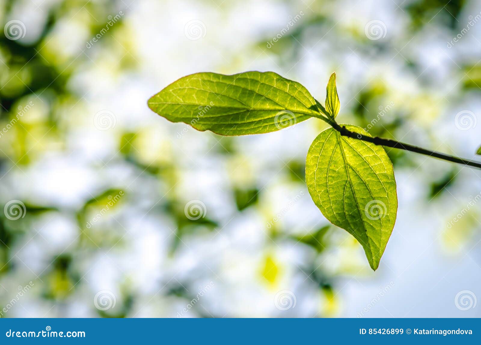 Spring nature stock image. Image of flora, vivid, foliage - 85426899