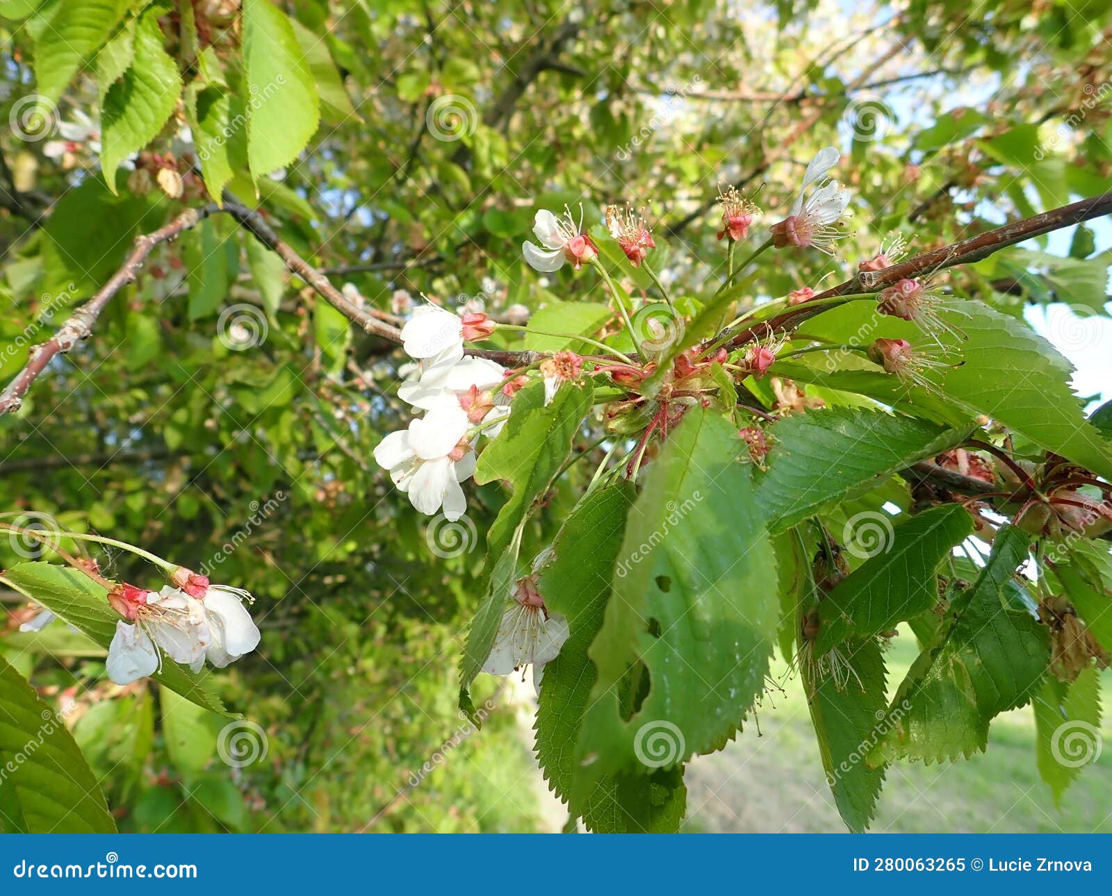 Spring Nature with a Green Tree Stock Image - Image of shining, season ...