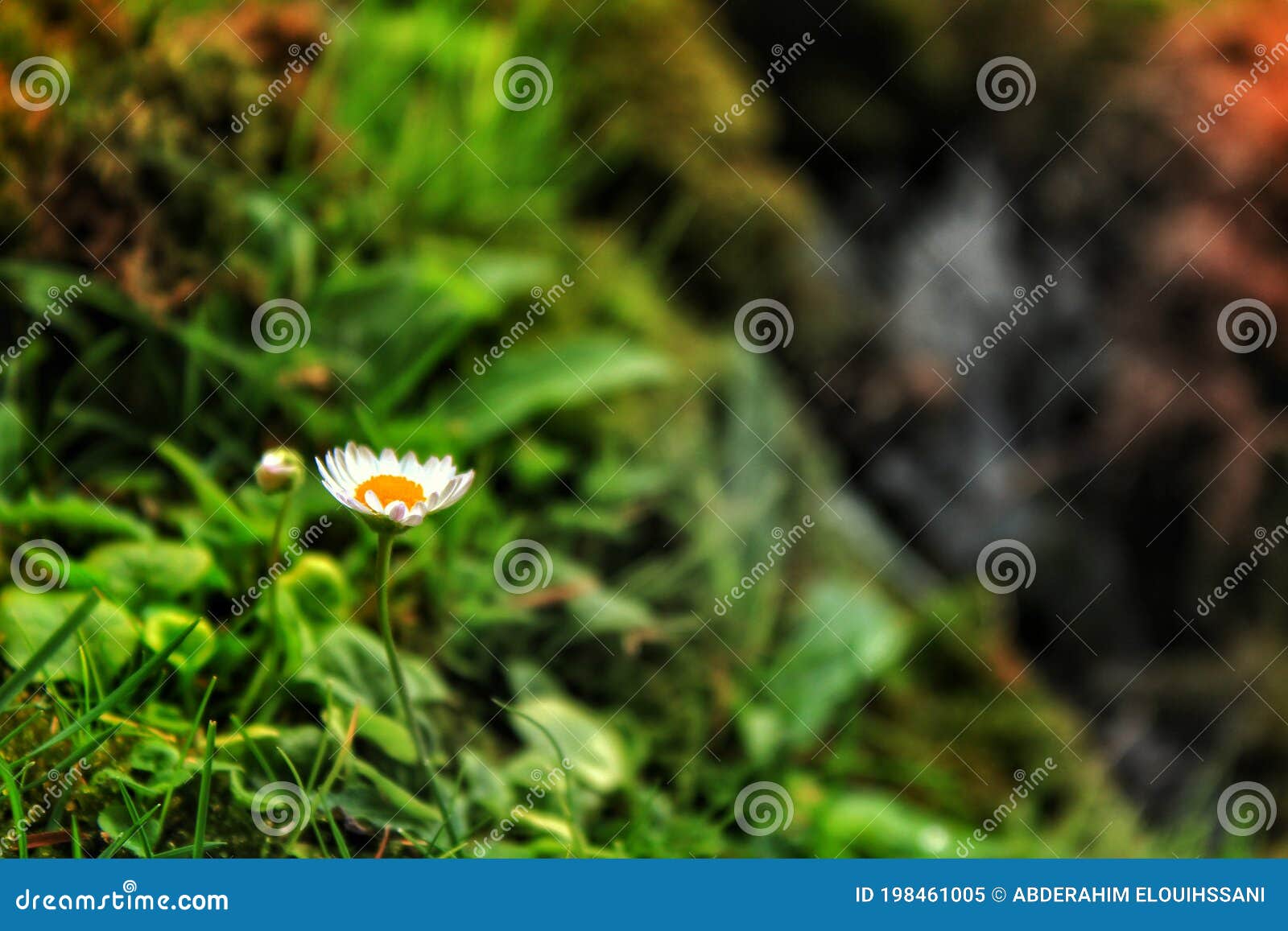 Spring nature lef picture stock image. Image of leaf - 198461005