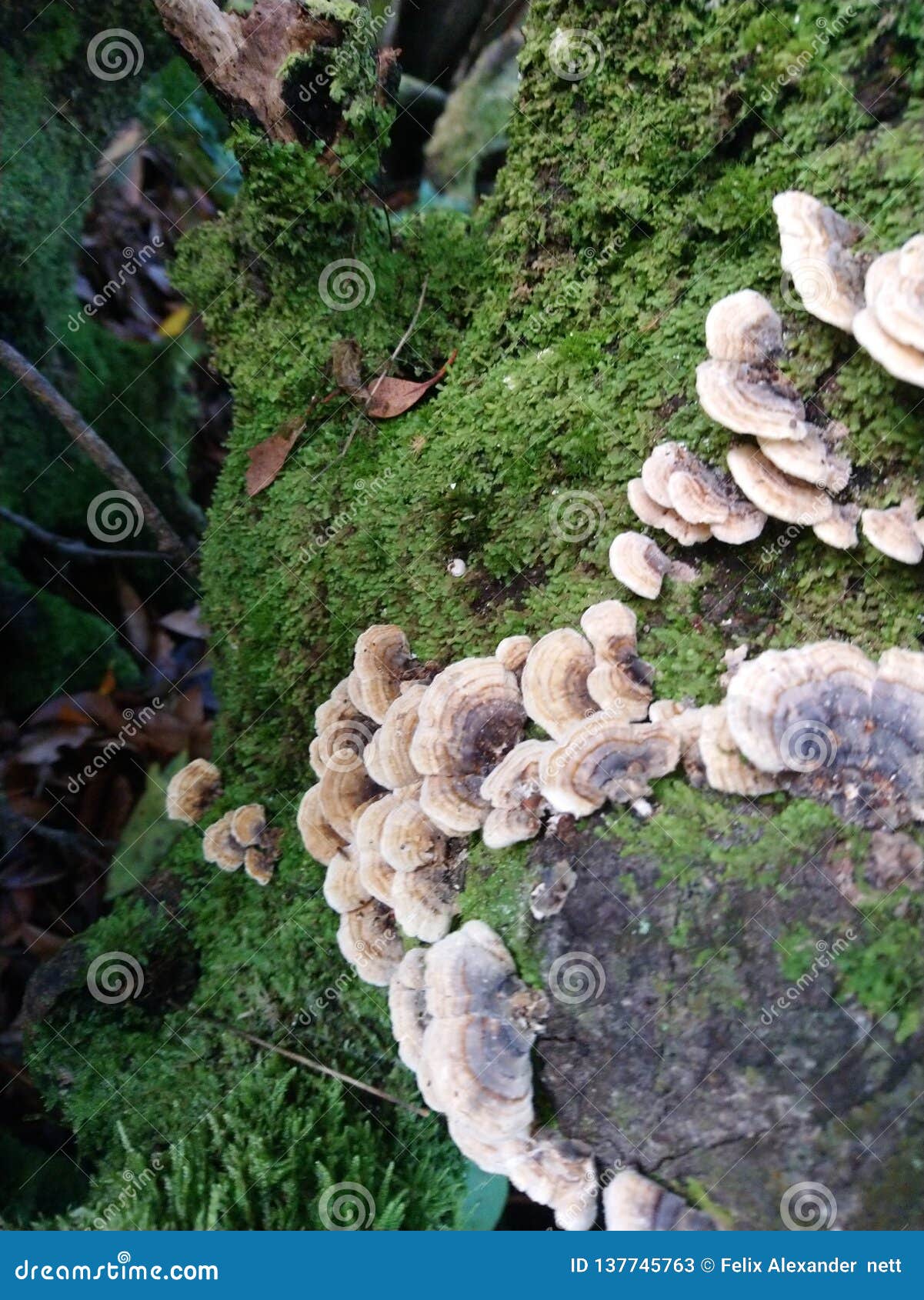 Spring nature mushrooms stock image. Image of climate - 137745763