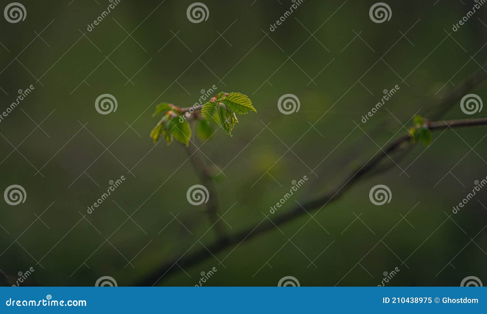 Spring nature stock image. Image of morning, nature - 210438975