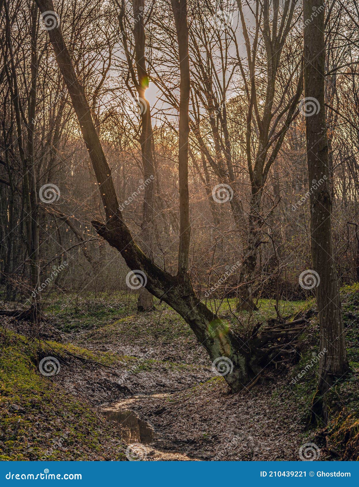 Spring nature stock image. Image of water, spring, plant - 210439221