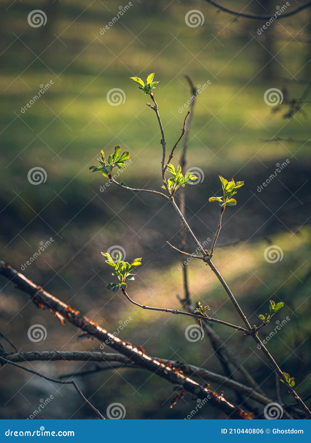 Spring nature stock photo. Image of leaves, water, nature - 210440806