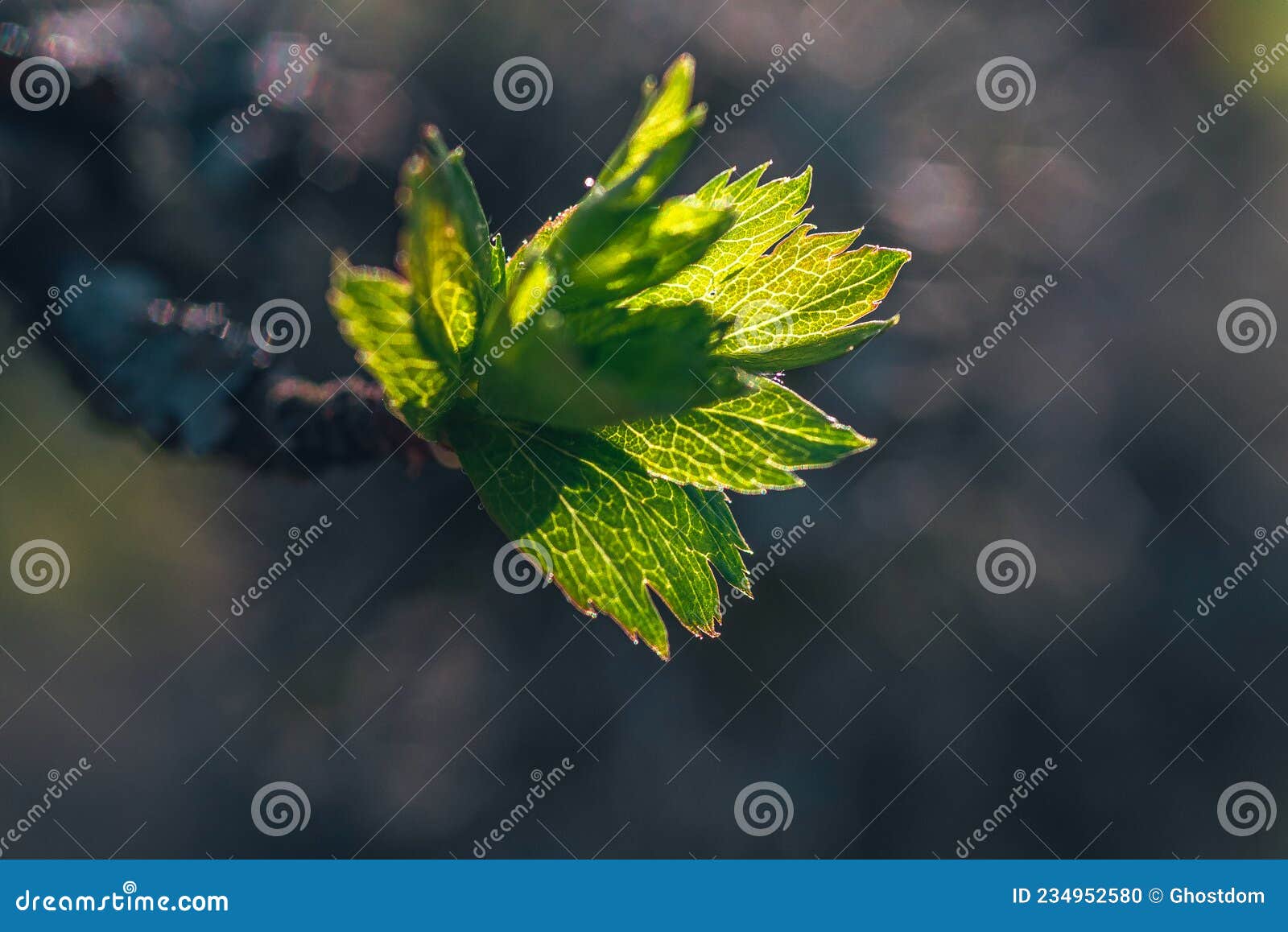 Spring nature stock photo. Image of green, nature, water - 234952580