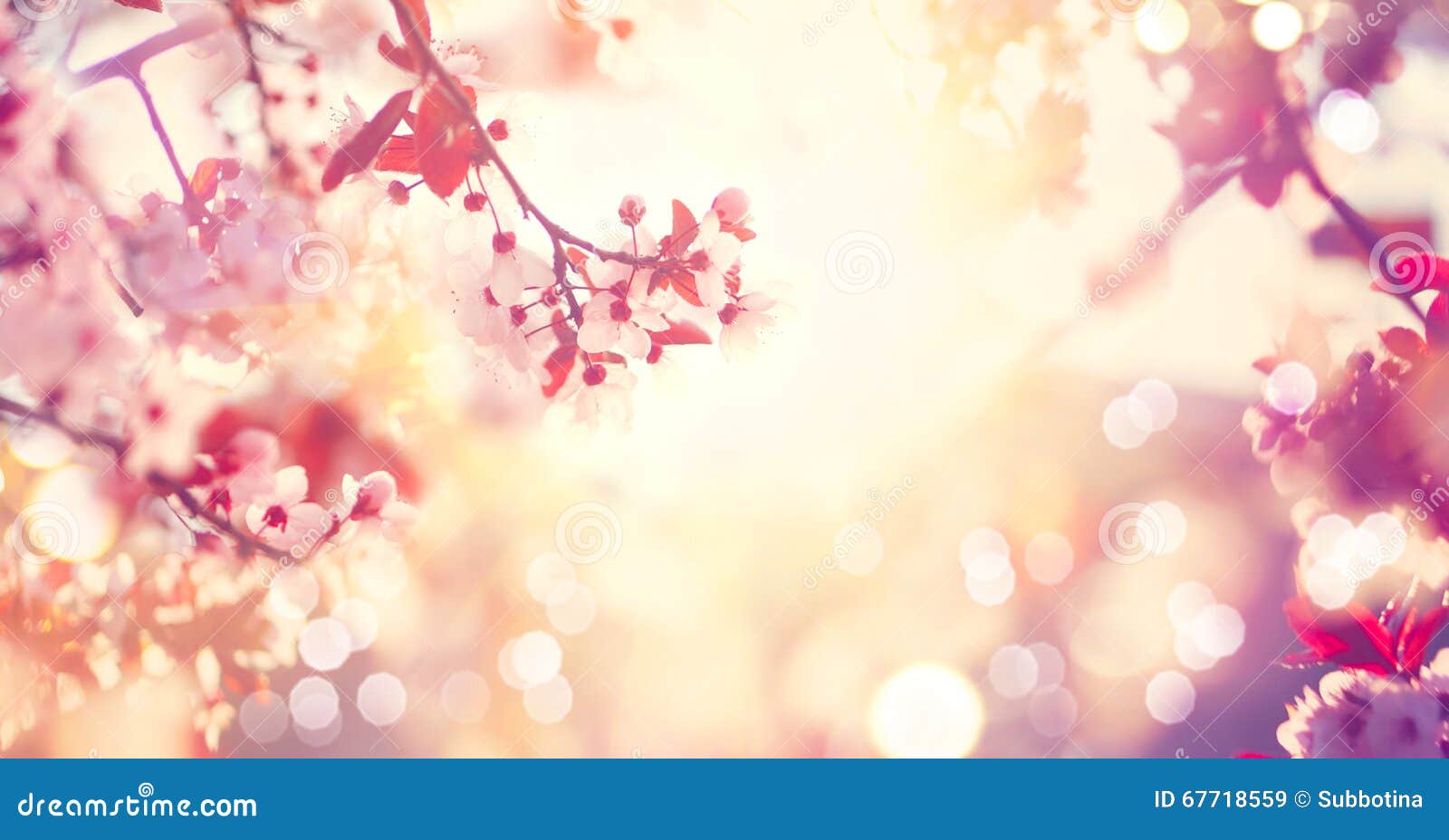 Spring Nature Scene with Pink Blooming Tree Stock Image - Image of ...