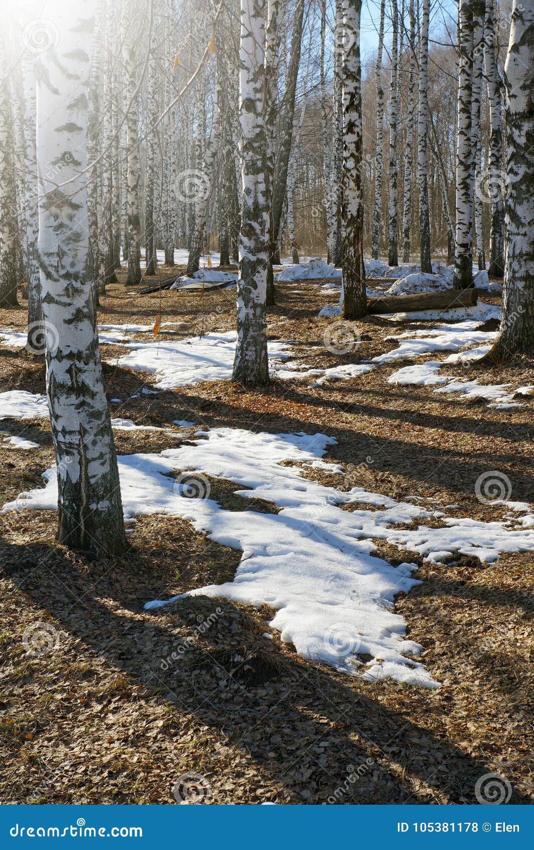 Spring Nature, Snow and Trees Stock Photo - Image of calm, frosty ...