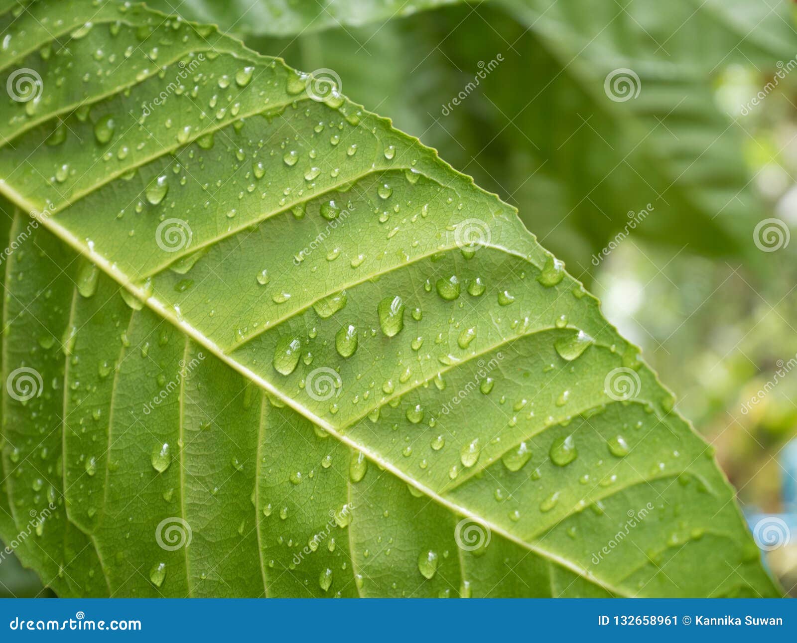 Spring Nature, Water Drop on Leaves Stock Image - Image of season, rain ...