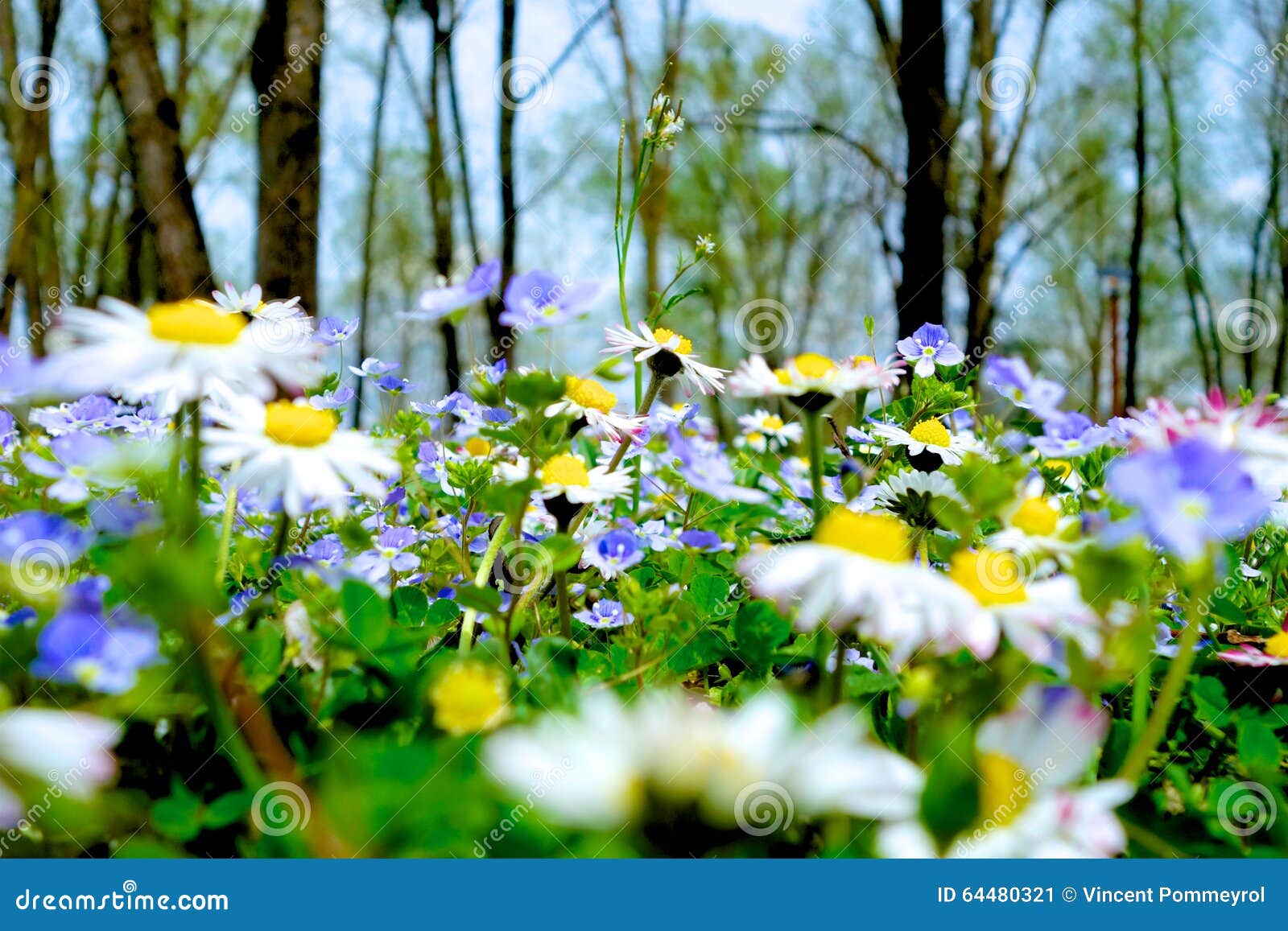 Spring and Nature stock image. Image of flora, nature - 64480321