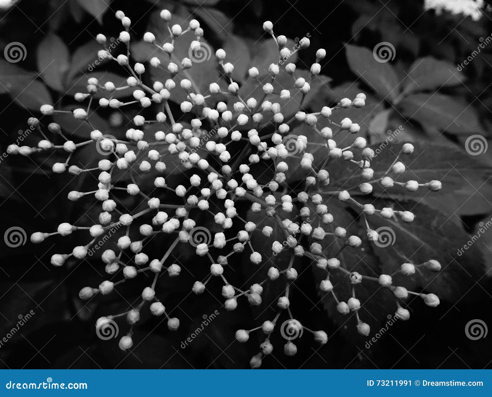 Spring is near stock image. Image of spring, flower, plant - 73211991