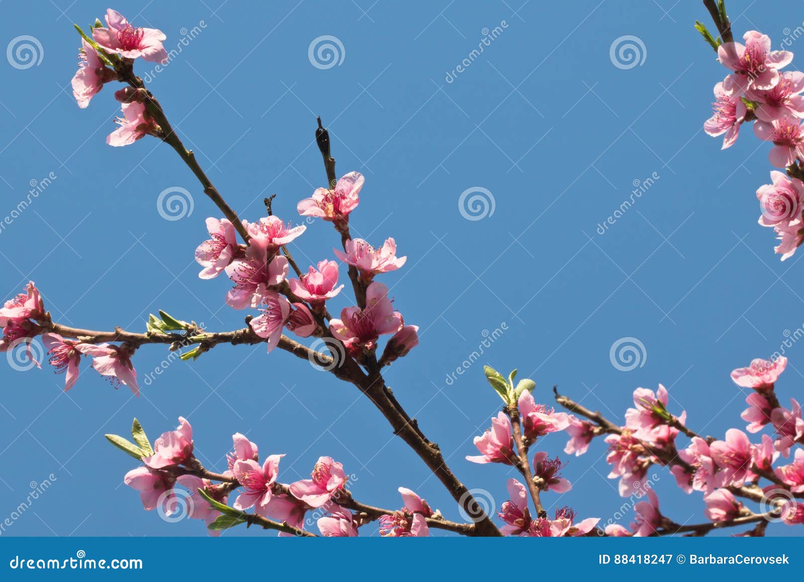 Spring Nectarine Colorful Pink Flowers Tree Blooming in Blue Sky Stock ...