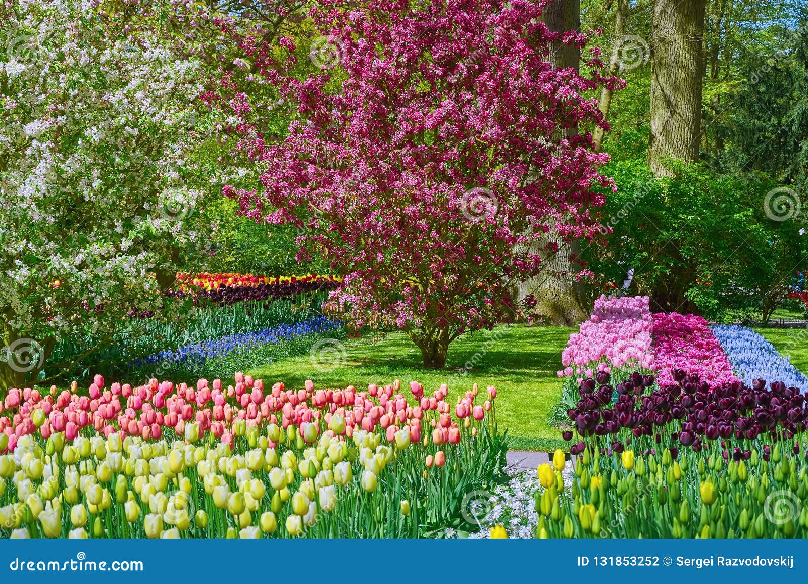 Spring in Netherlands stock photo. Image of bulbous - 131853252