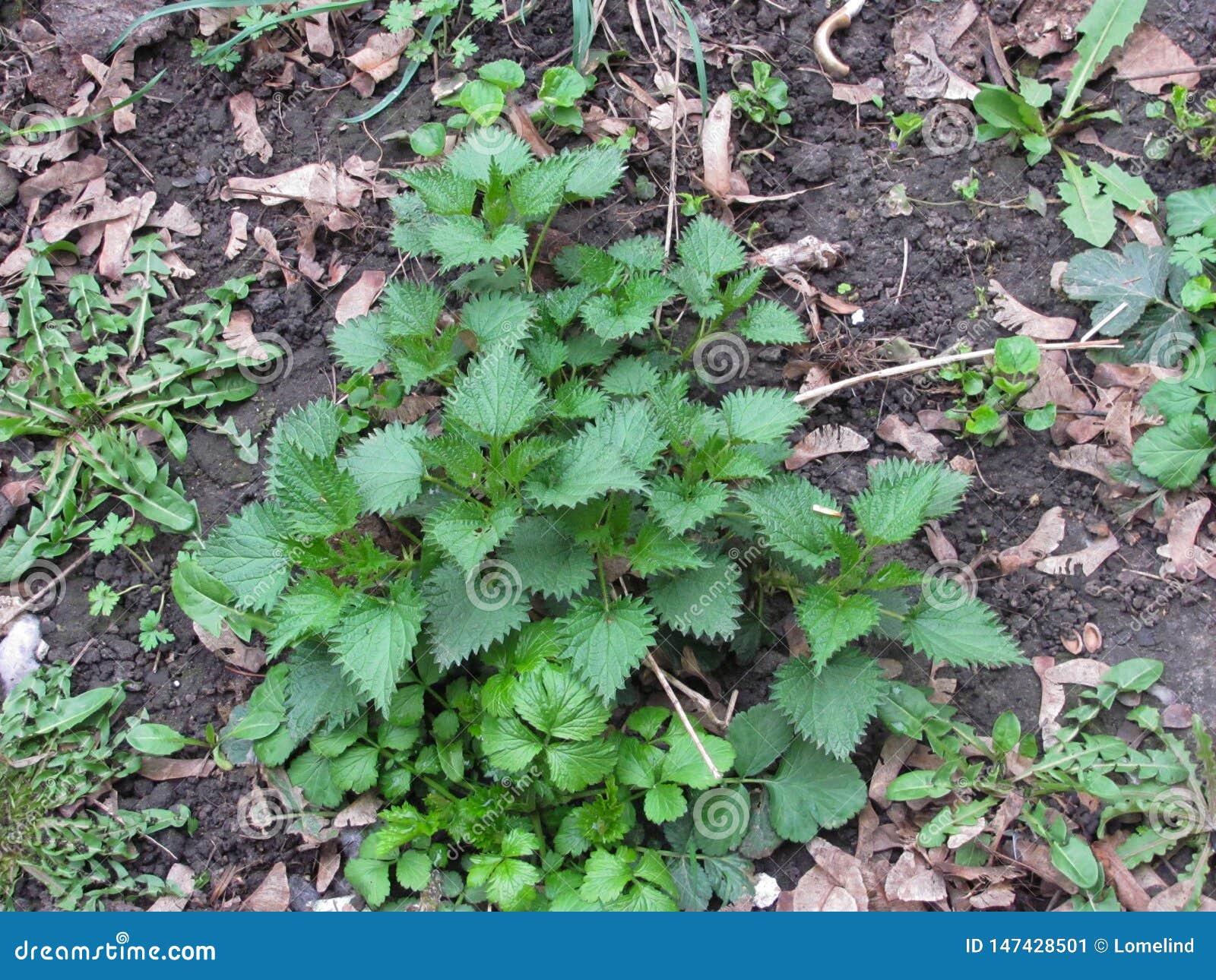 Spring Nettle on Wet Gray Ground Stock Image - Image of fiber, dioica ...