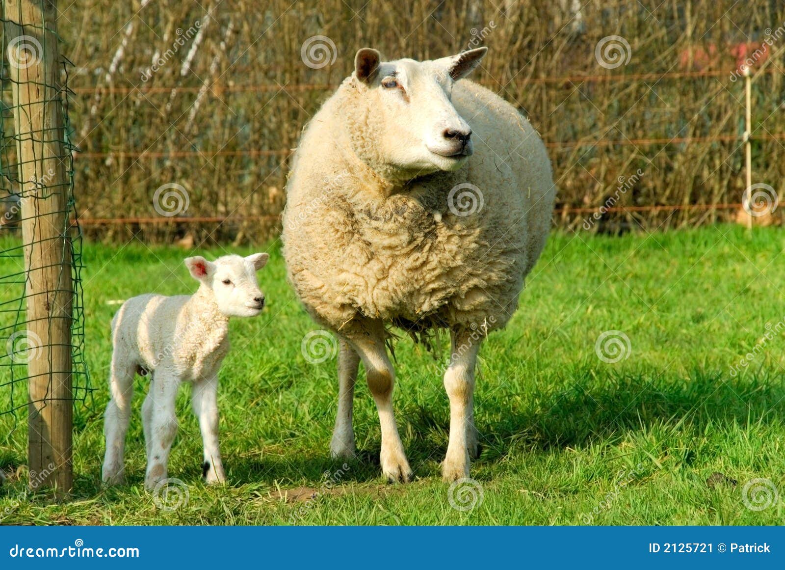 Spring, new born lambs stock image. Image of farm, newborn - 2125721