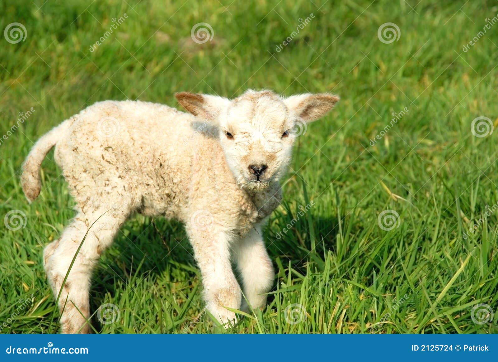 Spring, new born lamb stock photo. Image of country, farmland - 2125724