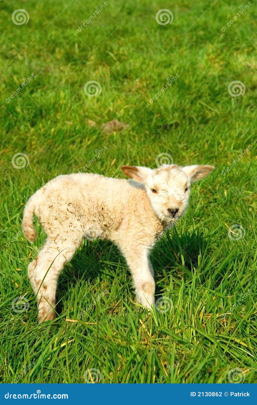 Spring, new born lamb stock photo. Image of meadow, spring - 2130862