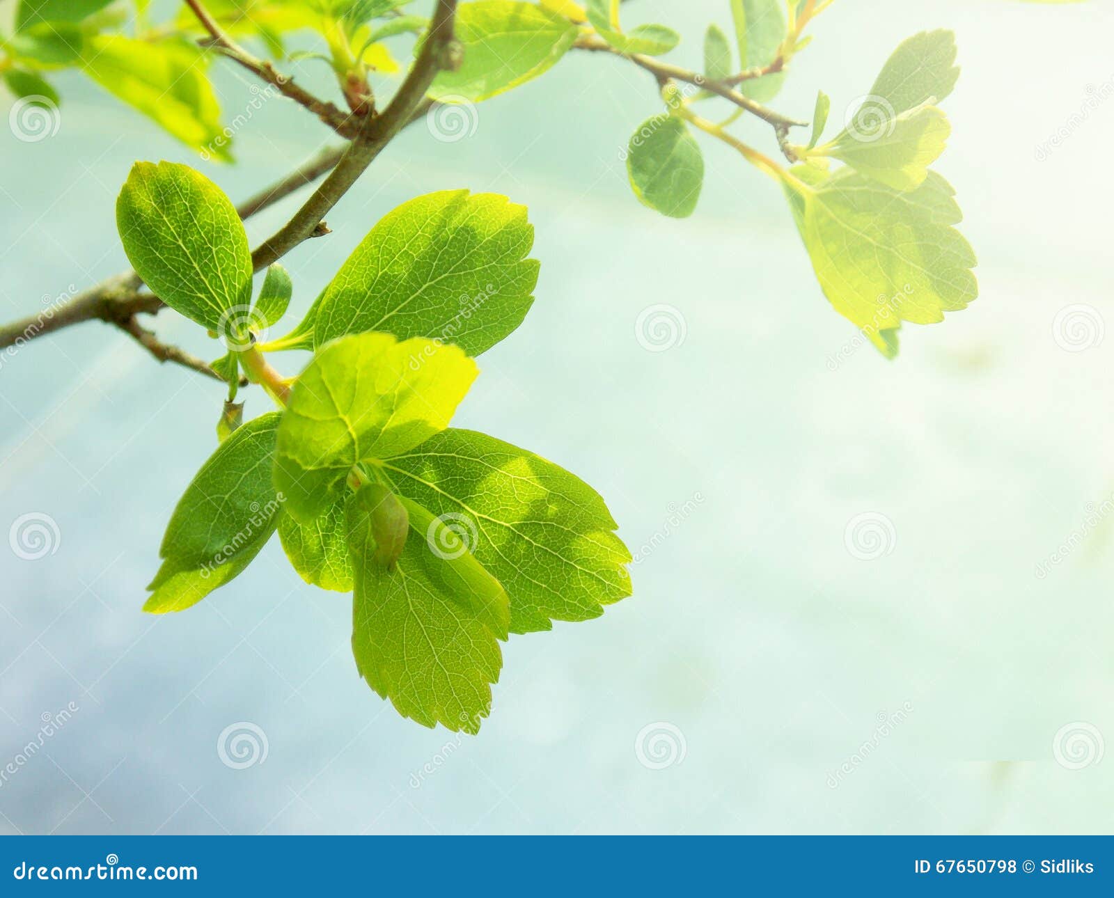 Spring new leaf stock photo. Image of shine, season, blue - 67650798