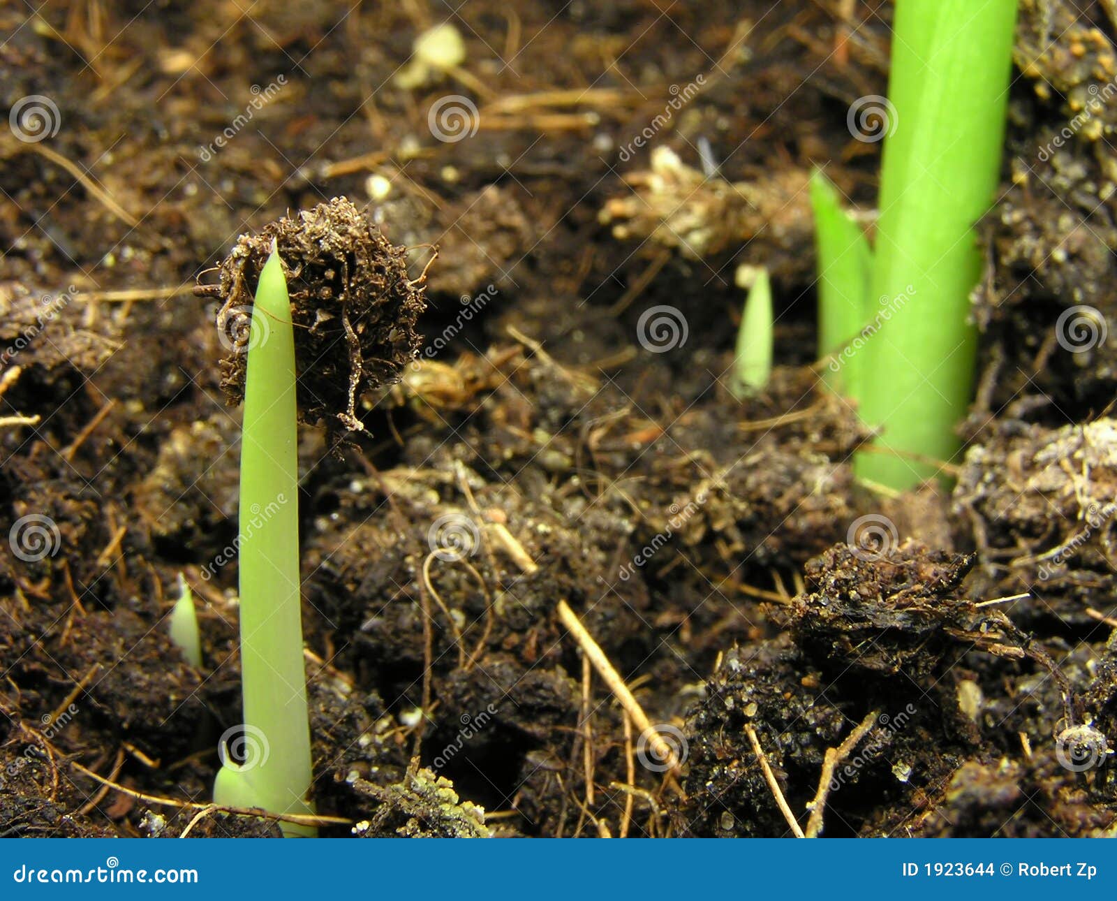 Spring new life stock photo. Image of garden, bloom, growing - 1923644