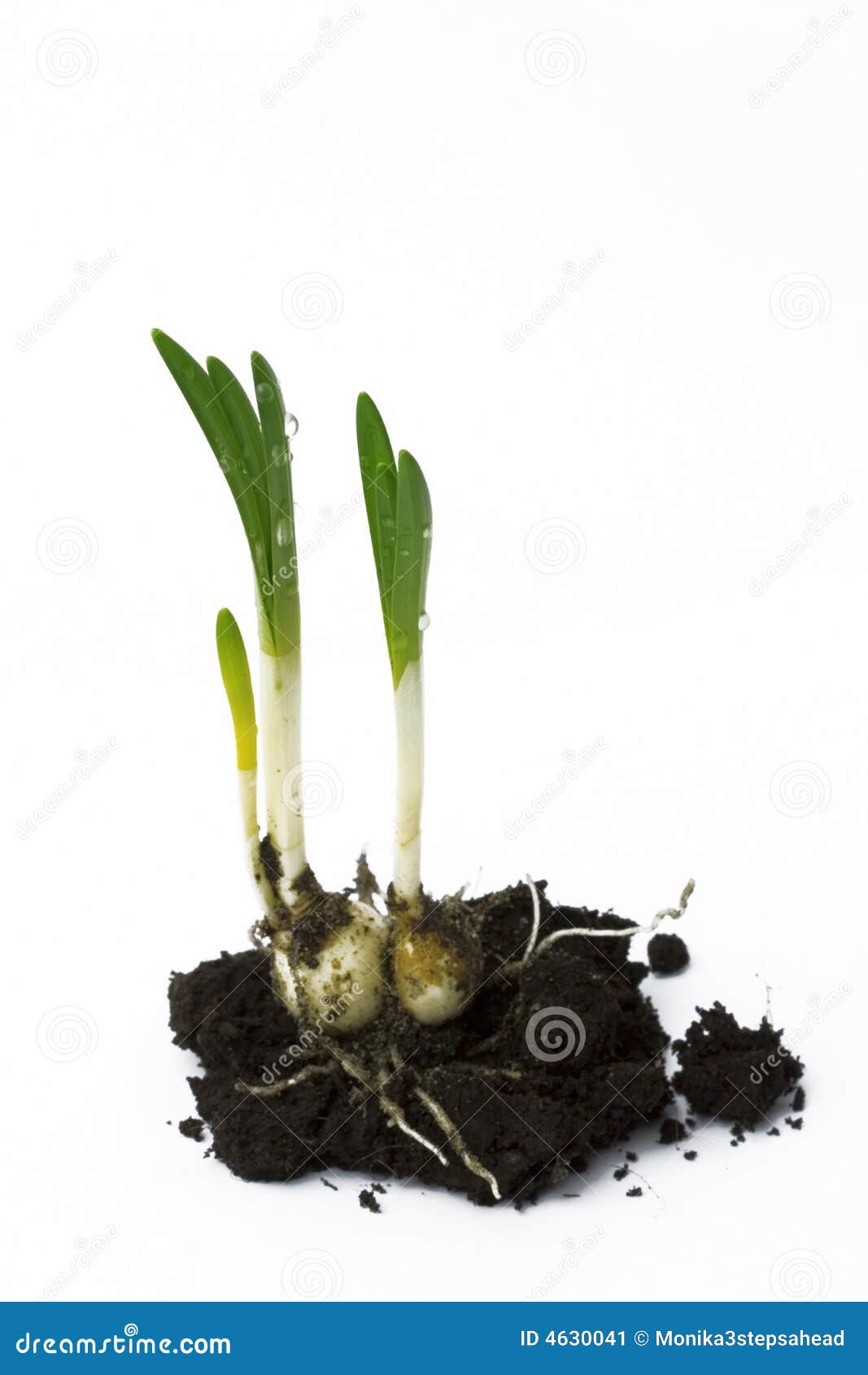 Spring new life stock image. Image of green, plant, symbols - 4630041