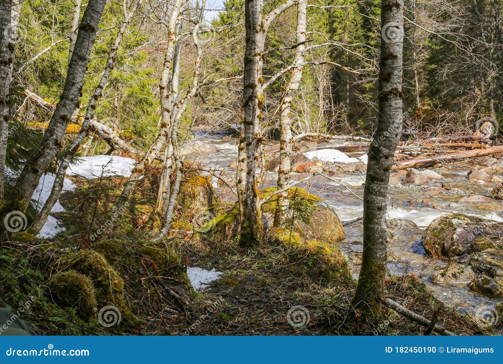 Spring in Norway stock photo. Image of water, forest - 182450190