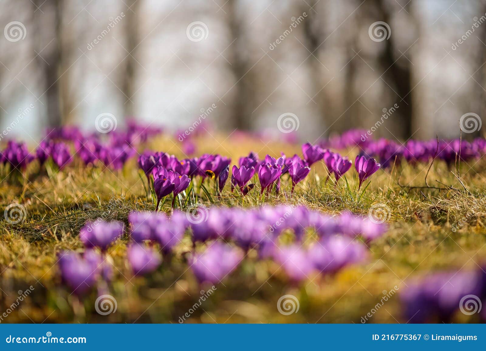 Spring in Norway stock image. Image of flora, weather - 216775367