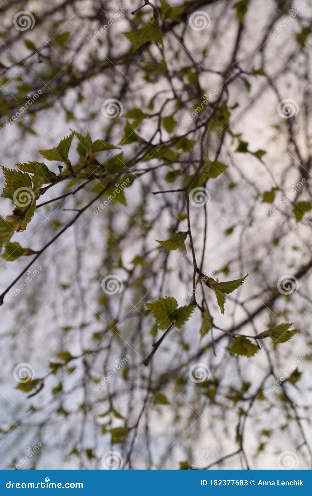 It is spring now. stock image. Image of facing, amazing - 182377683