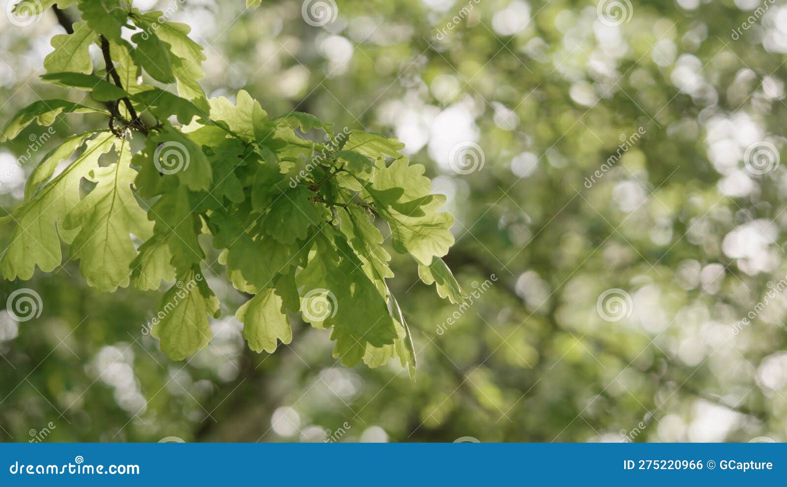 Spring Oak Branch with Leaves Stock Photo - Image of fresh, forest ...