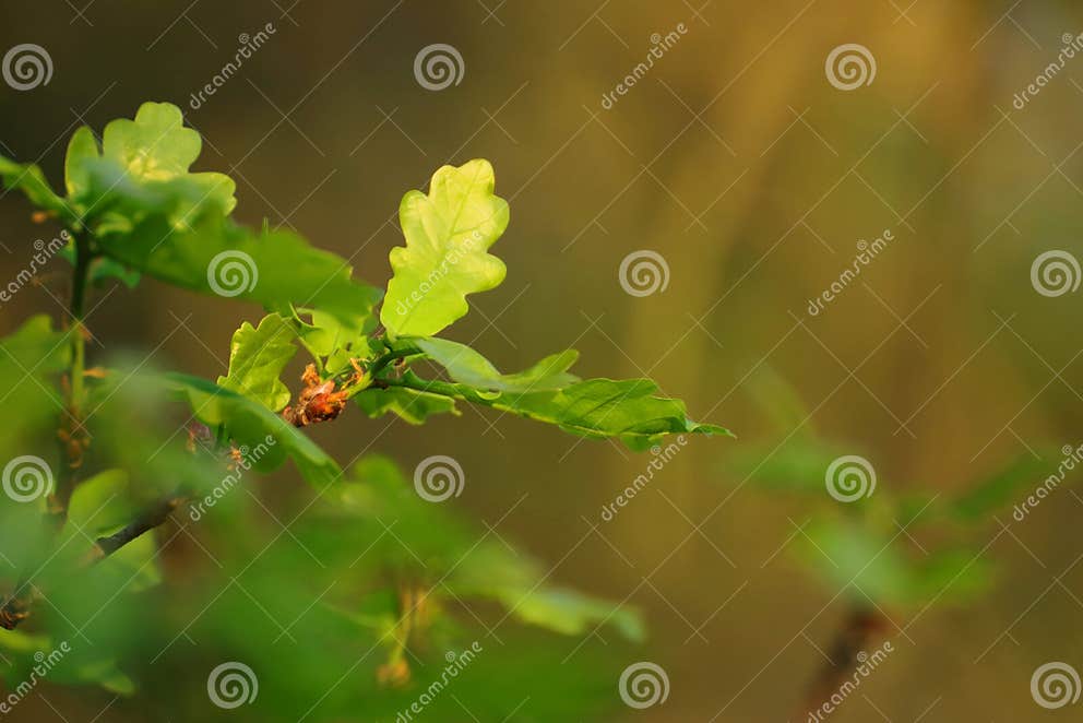 Spring Oak Leaf with Sunshine Stock Image - Image of sunshine, modern ...