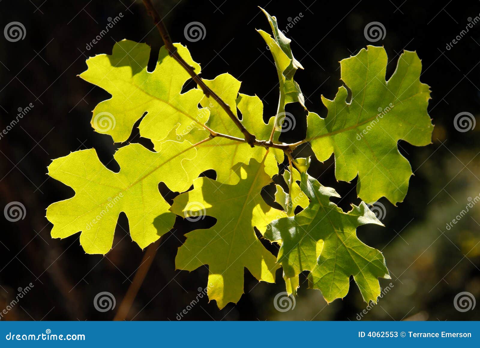 Spring Oak Leaves stock image. Image of plants, sunlight - 4062553